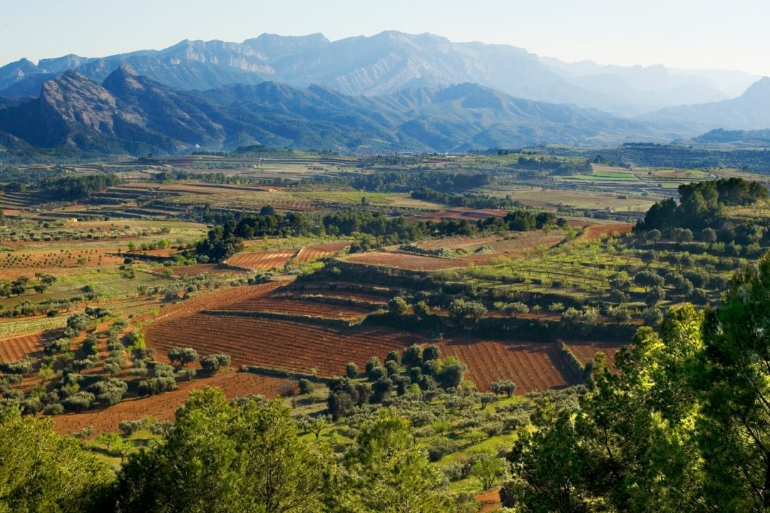 DO Terra Alta: El reinado de la garnacha blanca - OENOPEDION